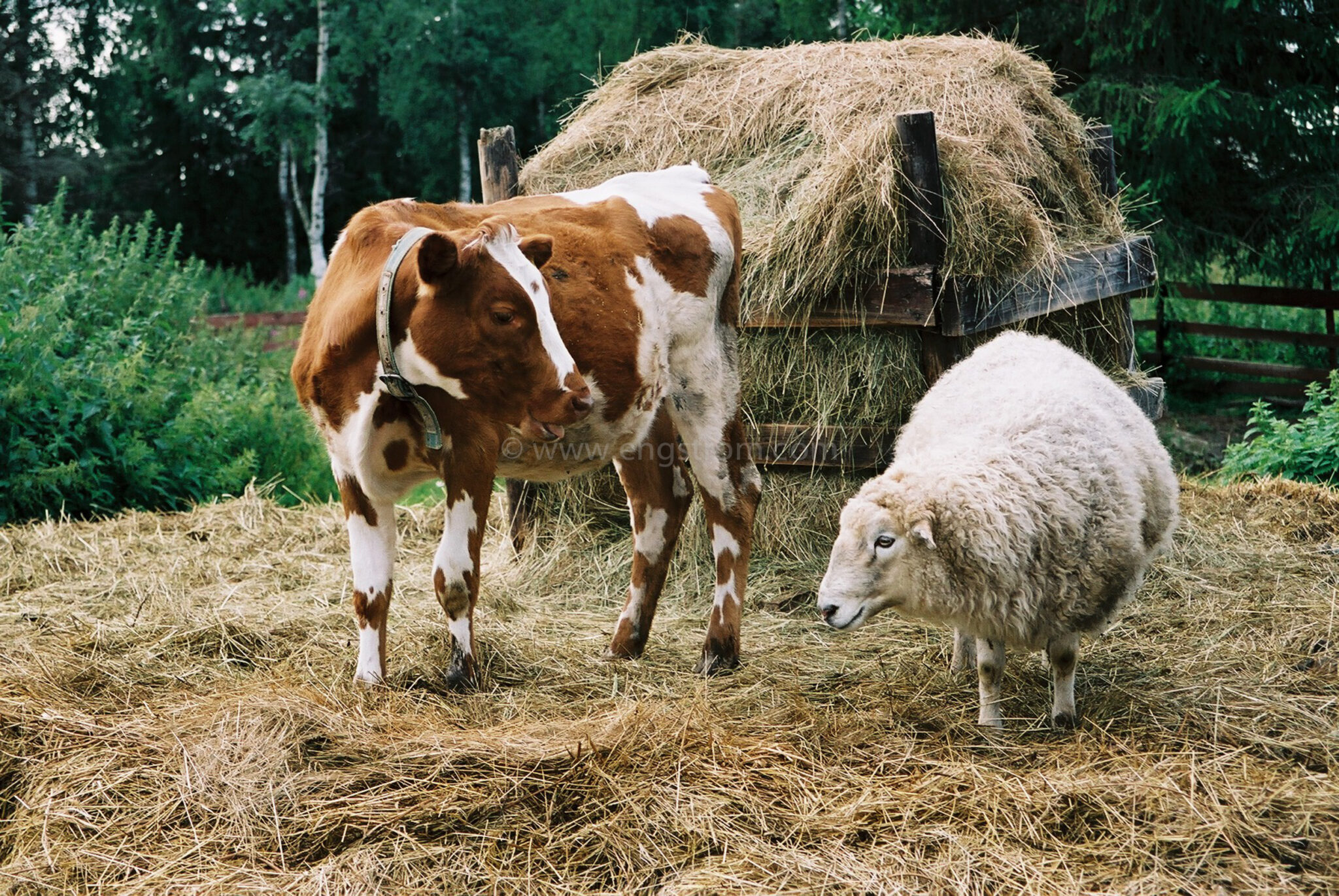 Kalv – Bilder av lantbruk